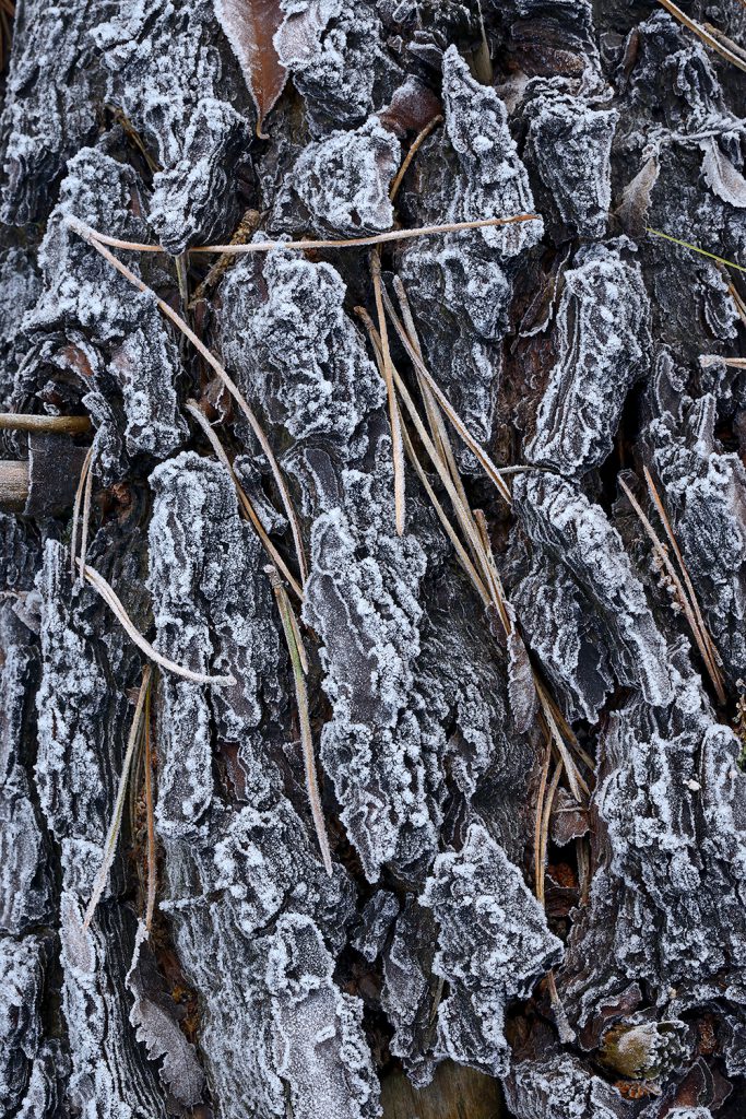 Foto 60044 - Rijp op naaldboom - Ronald van Wijk Natuurfotografie